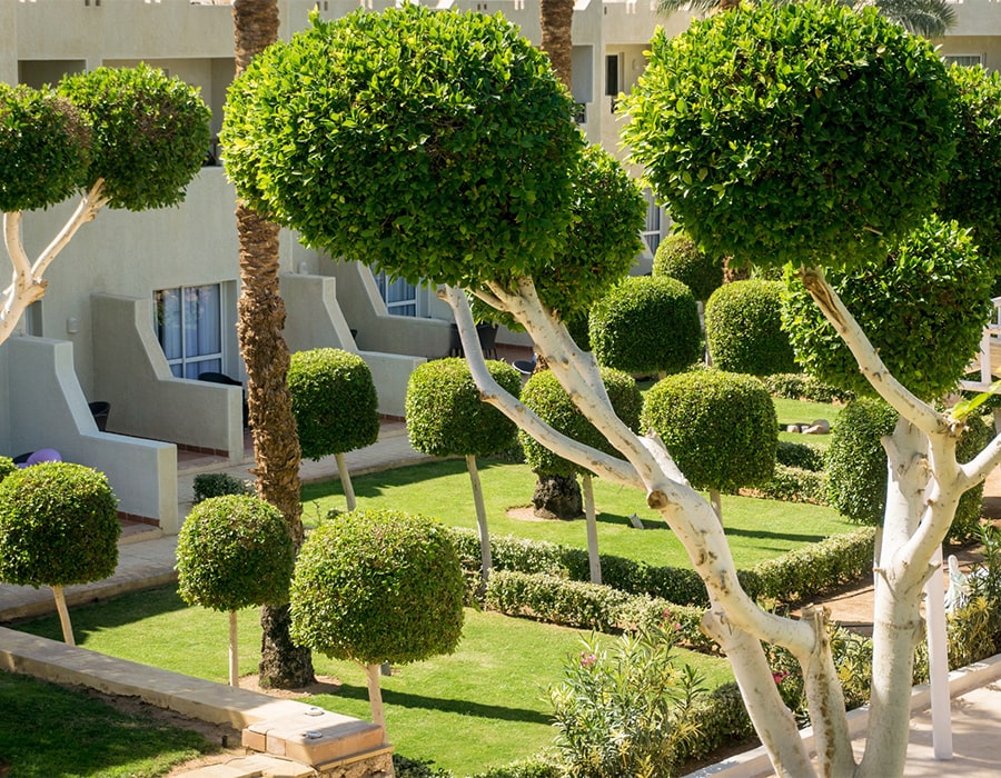 Tree Surgery Techniques for Trees - Timberline Tree Service